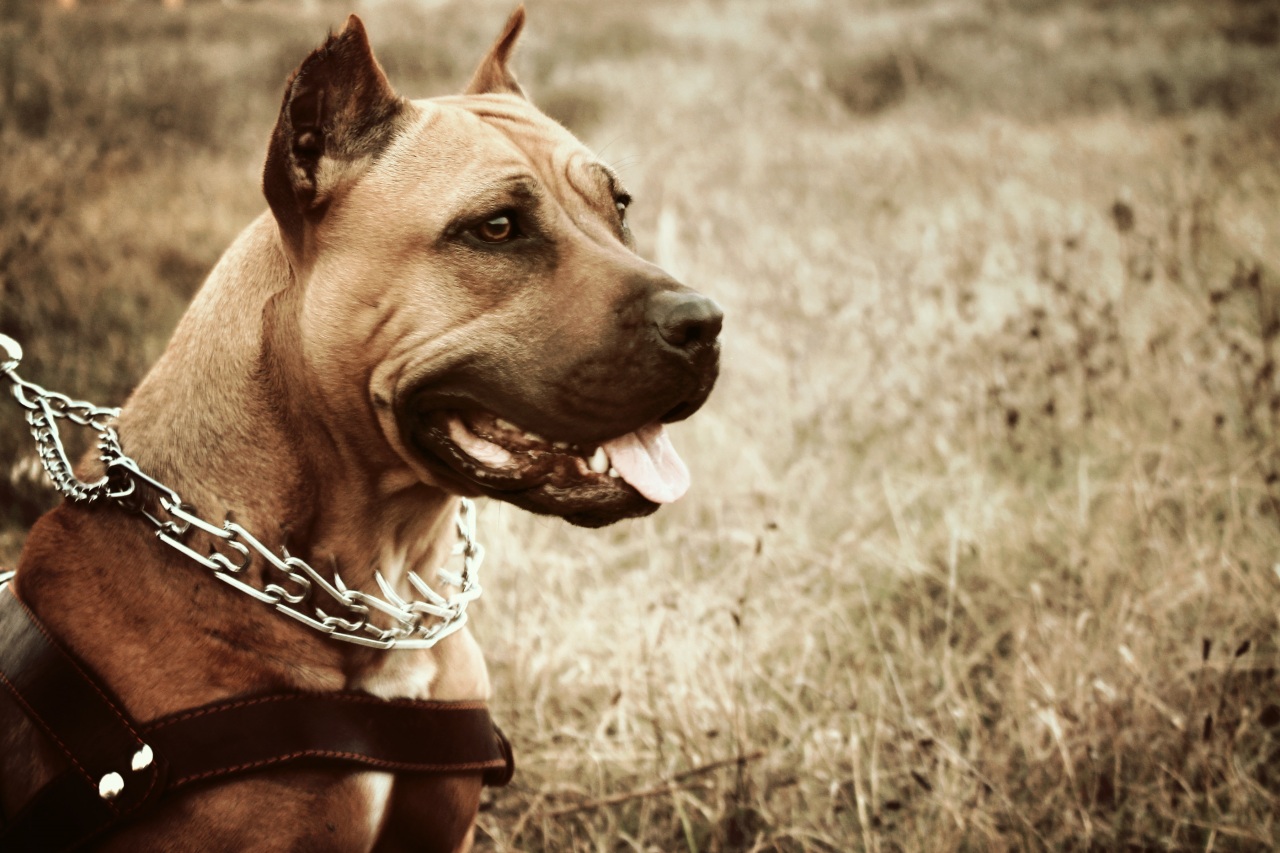 Amstaff, tout comprendre sur le American Staffordshire Terrier